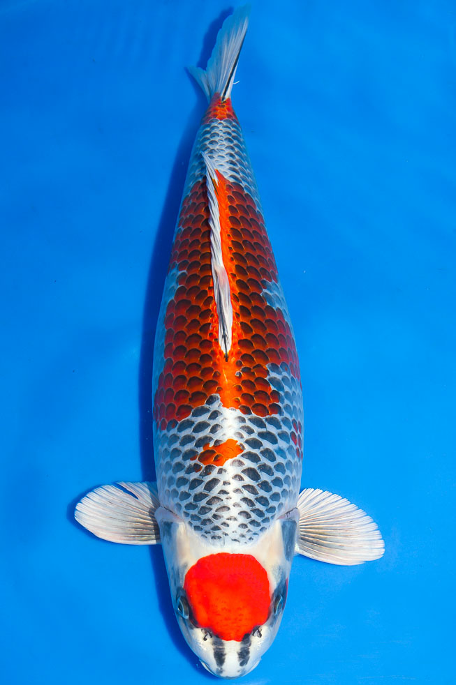 KUJAKU