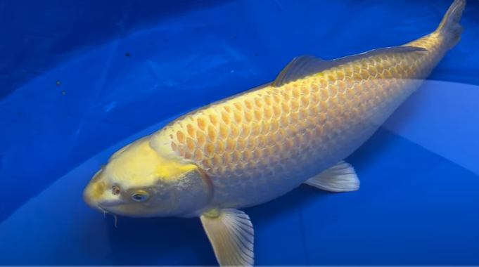 Cá Koi Khủng YAMABUKI OGON giá 300 TRIỆU đạt GIẢI NHẤT hạng 75CM trong ...