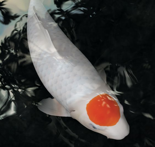 Koi Tancho – Dòng cá độc đáo với điểm nhấn đỏ trên đầu